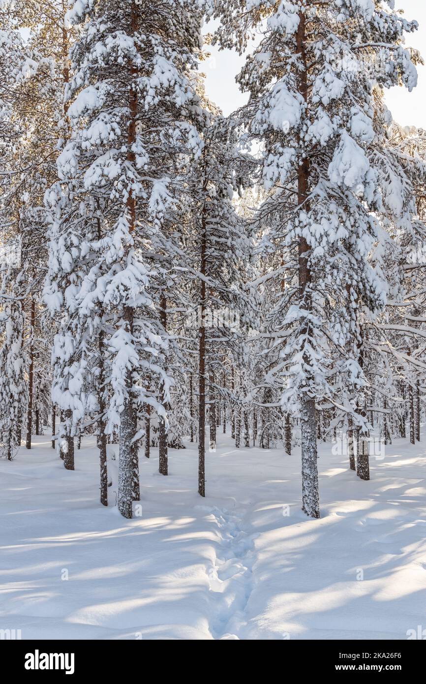 Beautiful winter forest, fir trees covered with snow. Ounasvaara ...
