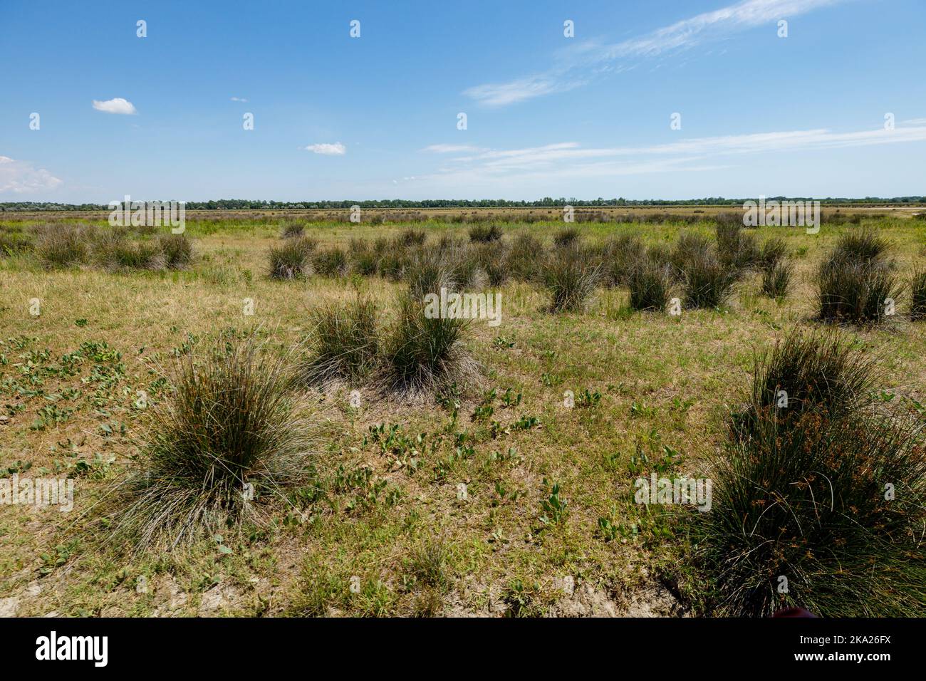 The Landscape of the Latea Forest in the Danube Delta Stock Photo - Alamy