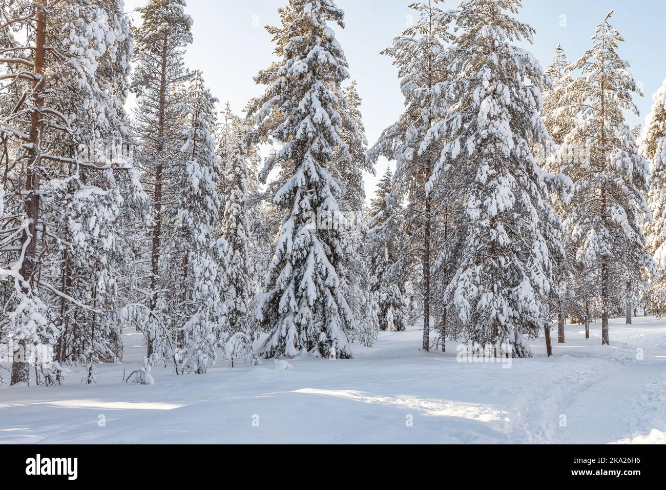Beautiful winter forest, fir trees covered with snow. Ounasvaara ...