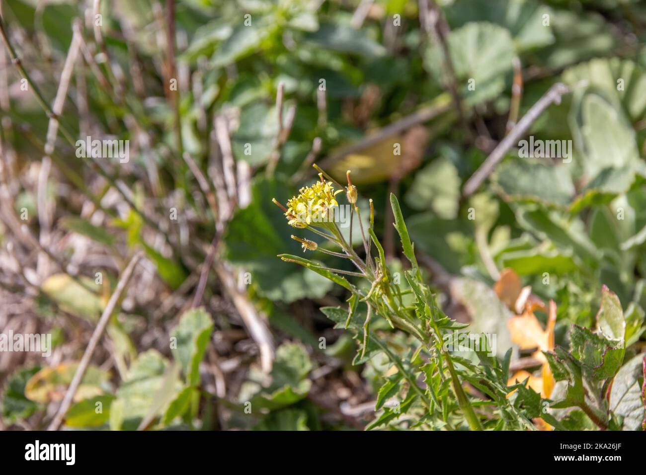 Sisymbrium sp hi-res stock photography and images - Alamy
