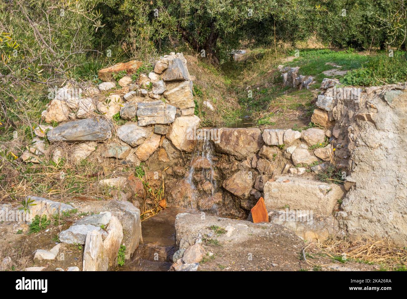 Olive tree irrigation system hi-res stock photography and images - Alamy