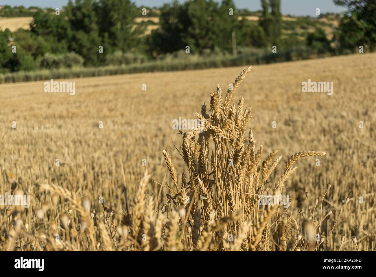 golden wheat ears corn, mowed wheat field background Stock Photo - Alamy