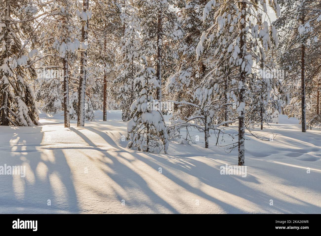 Winter forest rovaniemi finland hi-res stock photography and images - Alamy
