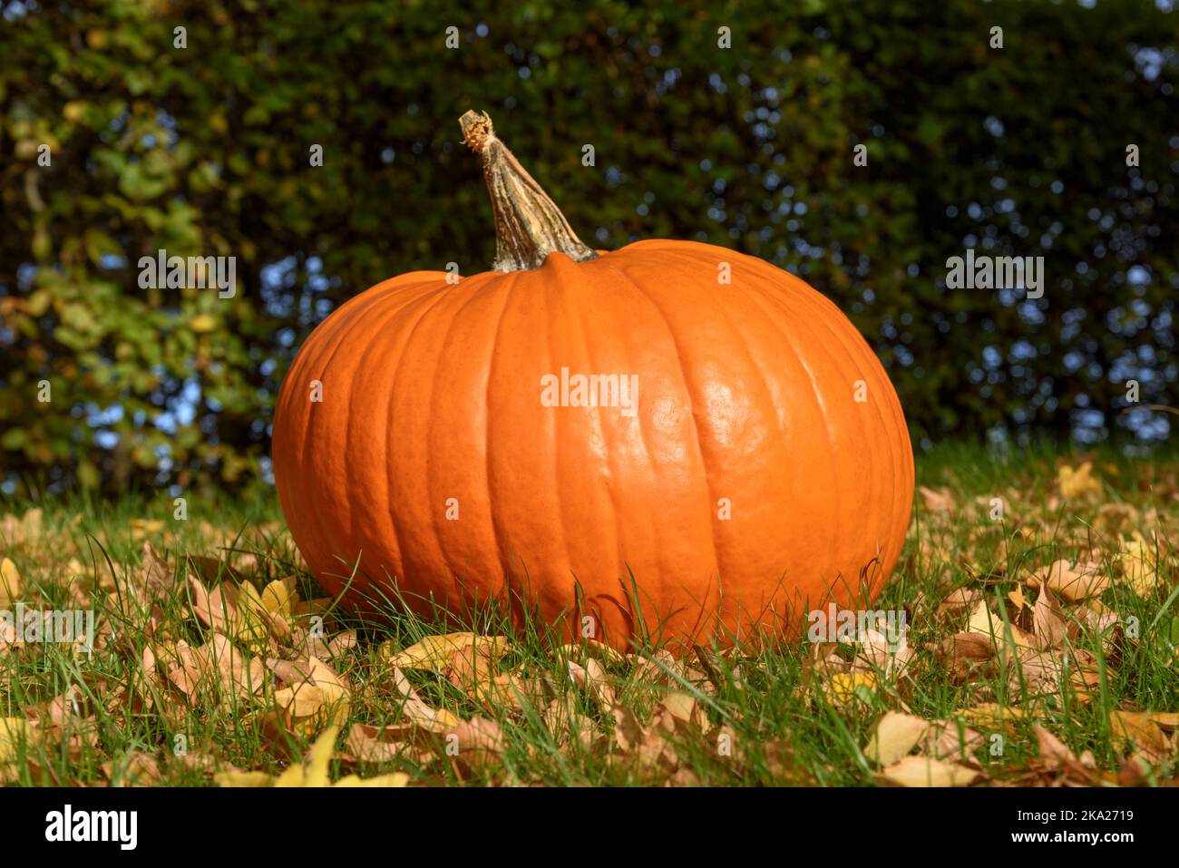 Orange pumpkin (Cucurbita pepo) sitting on the grass among Autumn ...