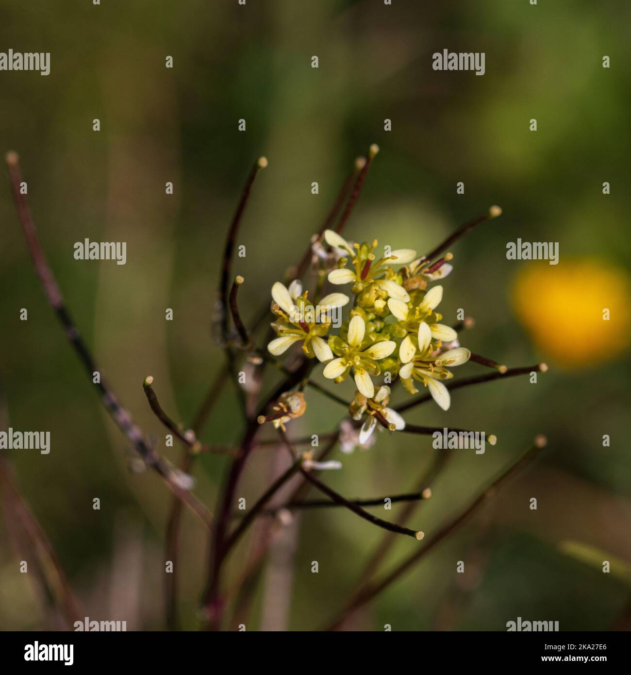 Sisymbrium irio, London rocket Plant in Flower with copy space and a ...