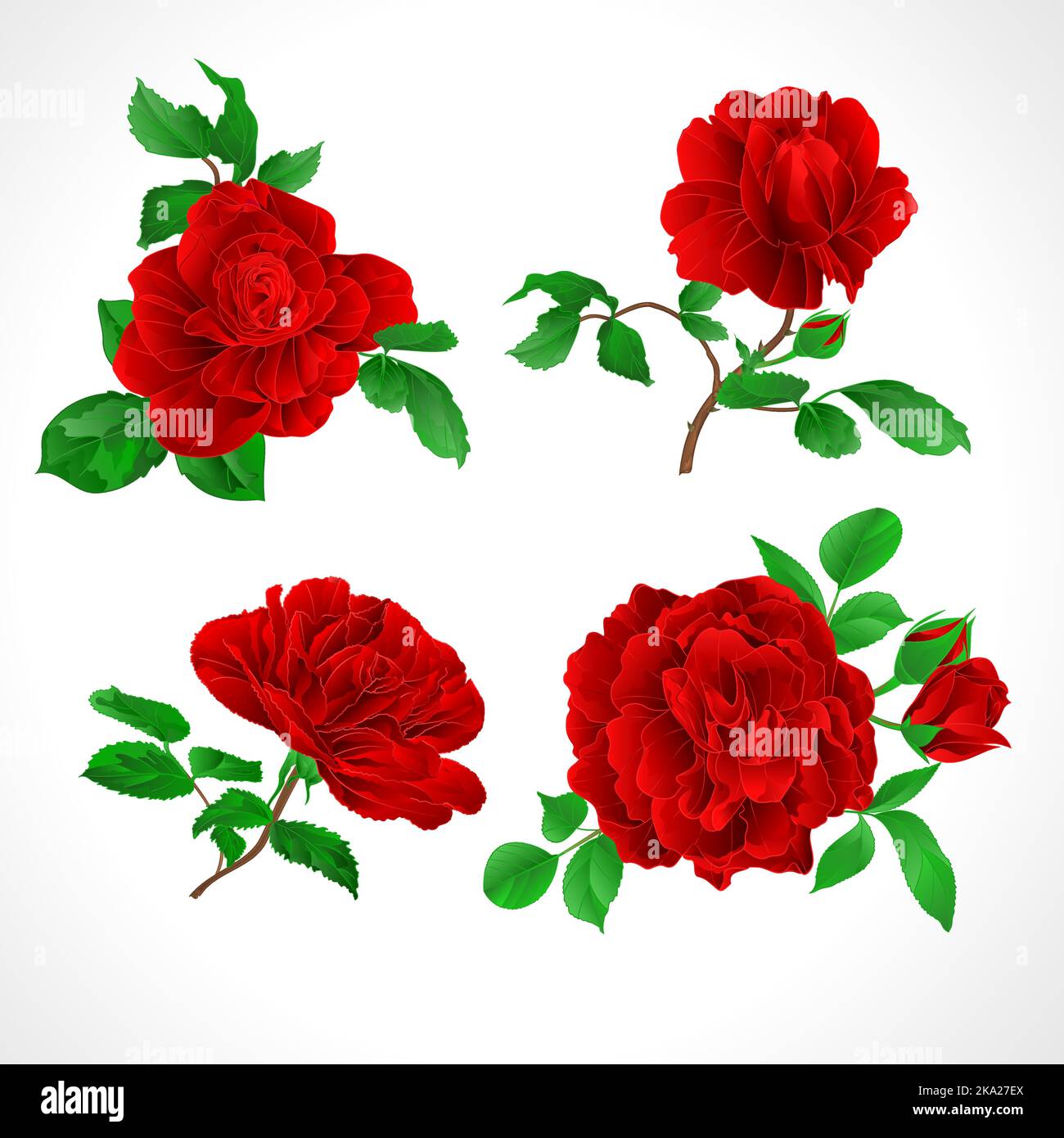 Red roses with buds and leaves vintage on a white background set three ...