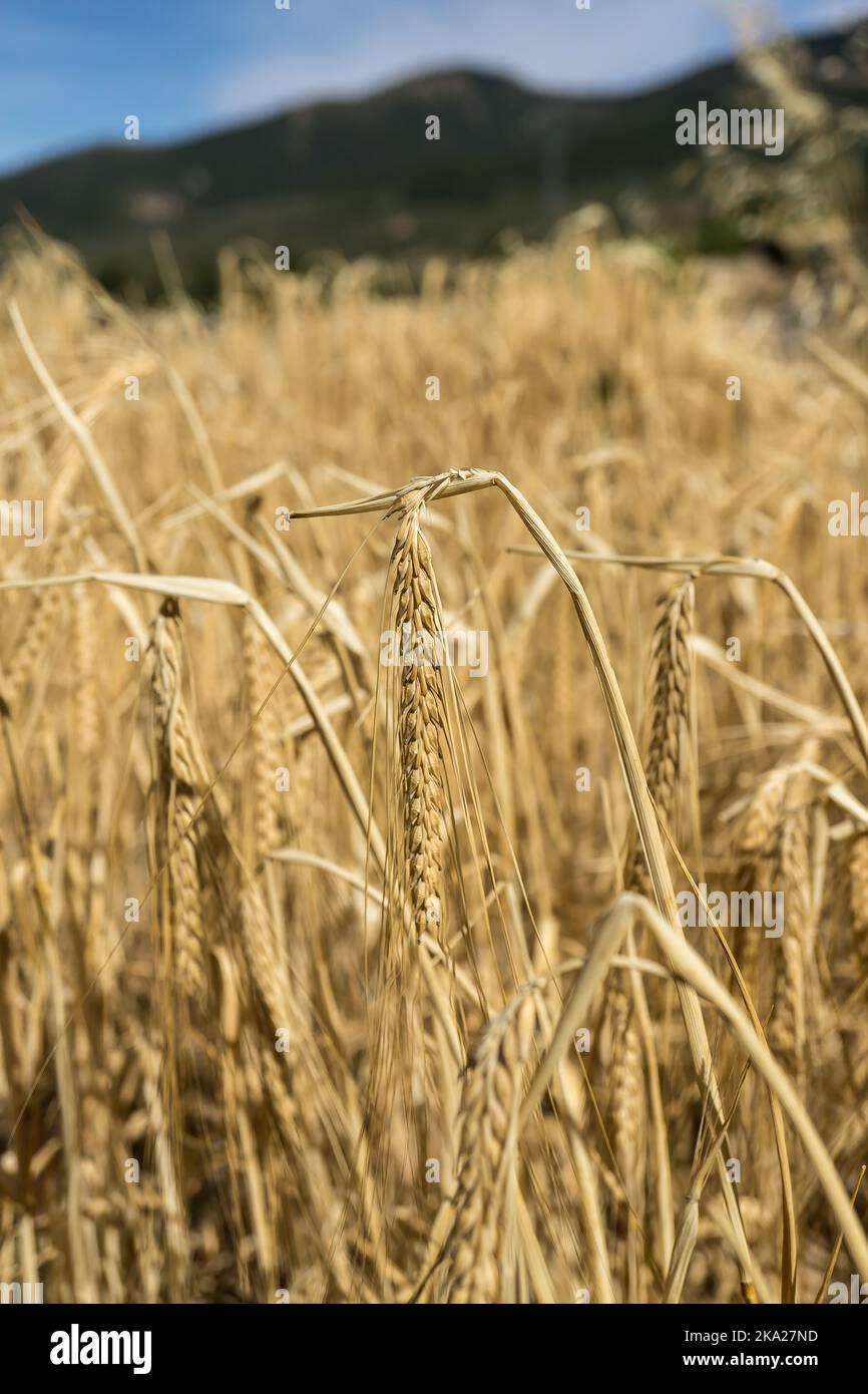 Wheat harvest field, seed gold color planting Stock Photo - Alamy