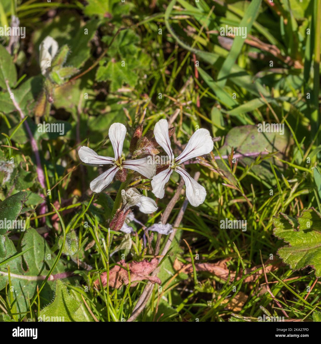 Eruca vesicaria, Rocket salad Plant in Flower Stock Photo - Alamy