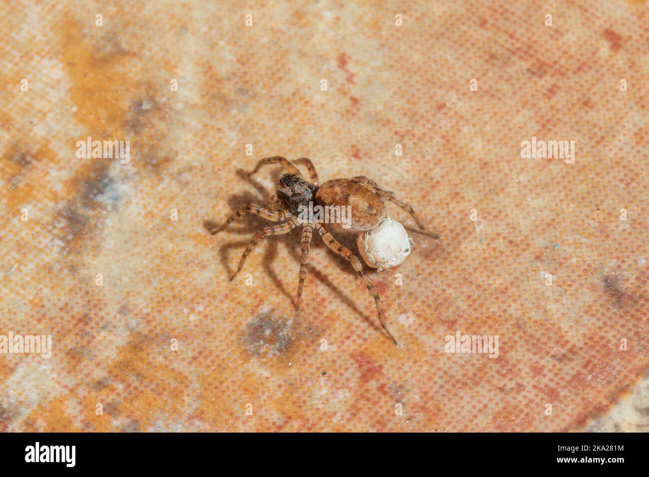 Arctosa perita, Sand Bear Wolf Spider with Egg sac Stock Photo - Alamy