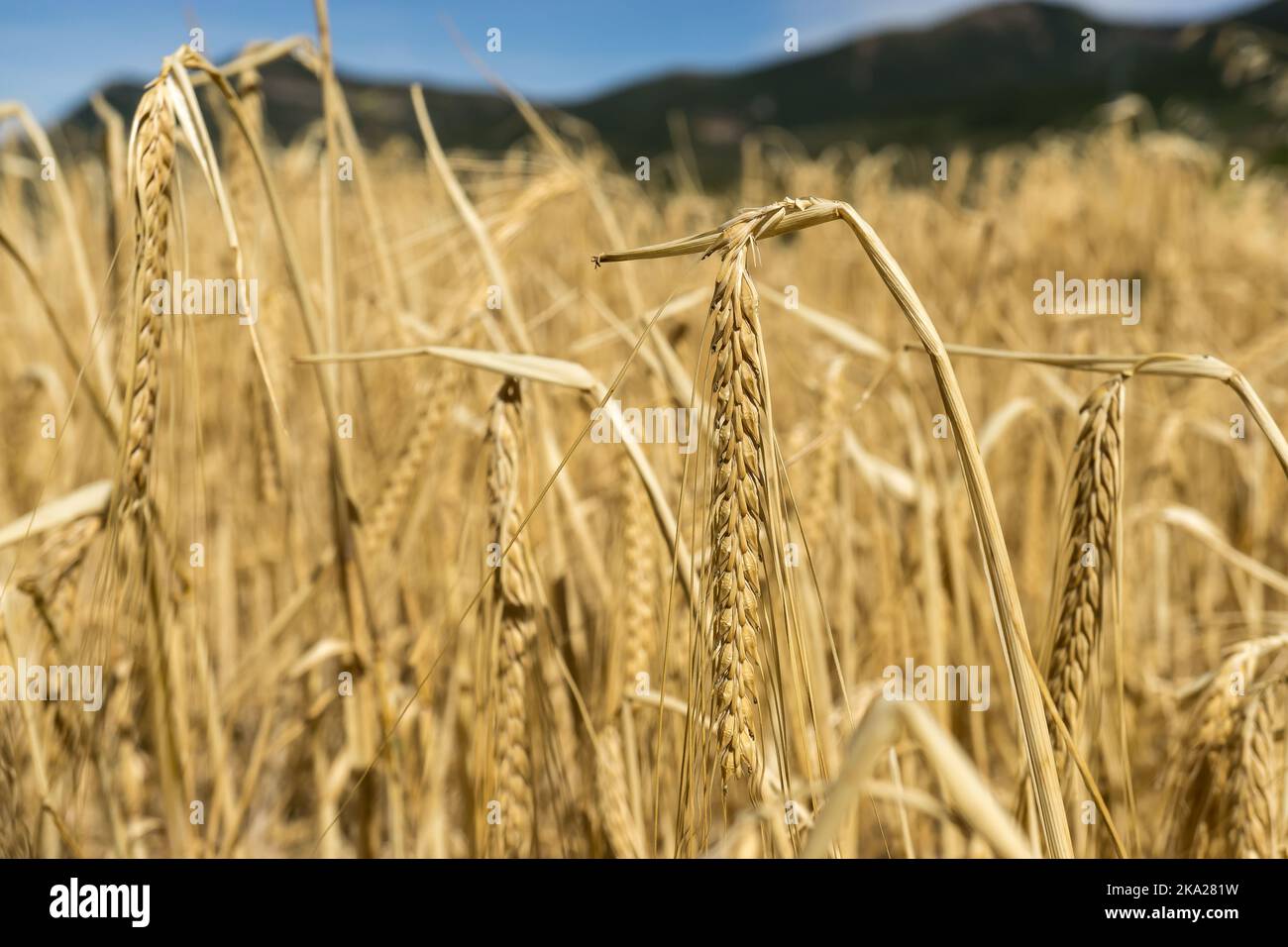 Wheat harvest field, seed gold color planting. Mountain landscape Stock ...