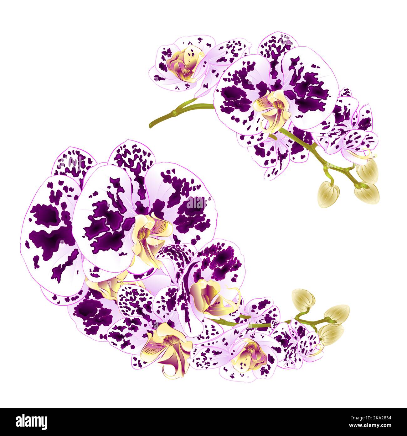 Branches orchids spotted flowers tropical plant Phalaenopsis on a white ...
