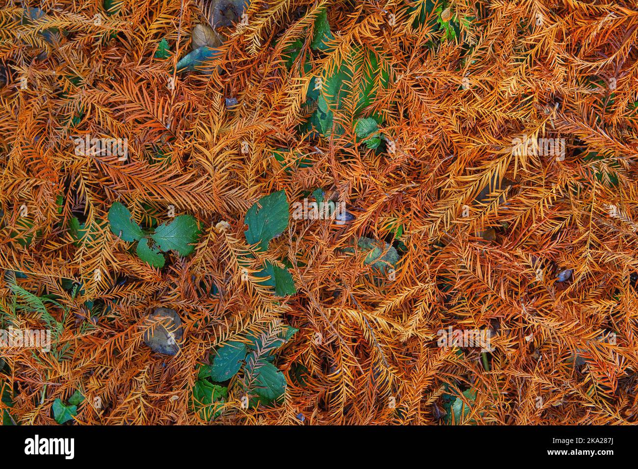 Larch tree orange autumn hi-res stock photography and images - Alamy