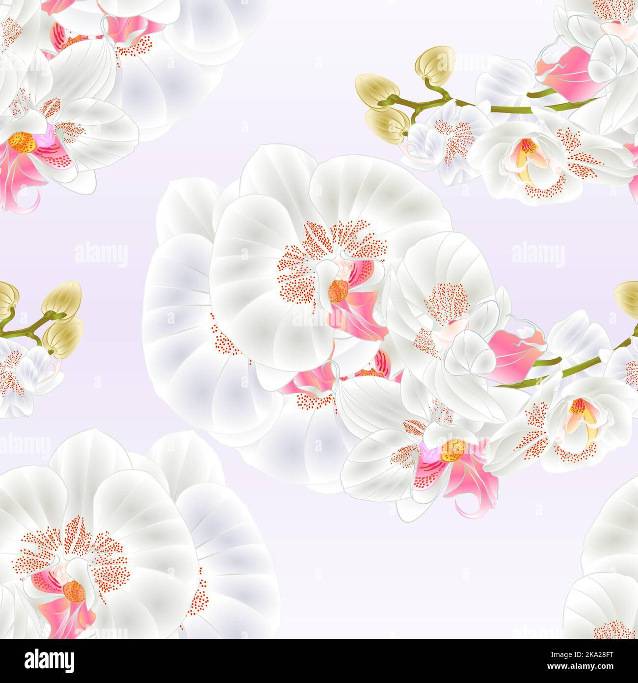 Seamless Texture Stem Orchids White Flowers Phalaenopsis Tropical Plant