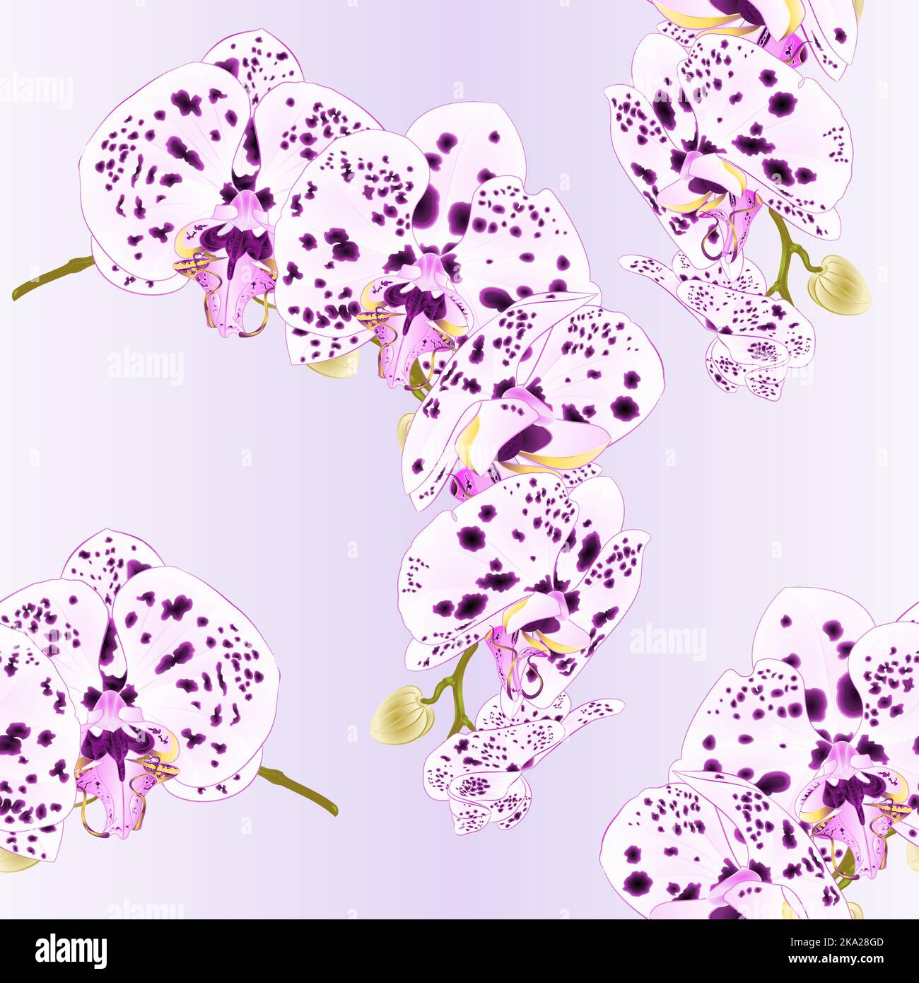 Seamless Texture Beautiful Isolated Phalaenopsis Orchid Dots Purple And