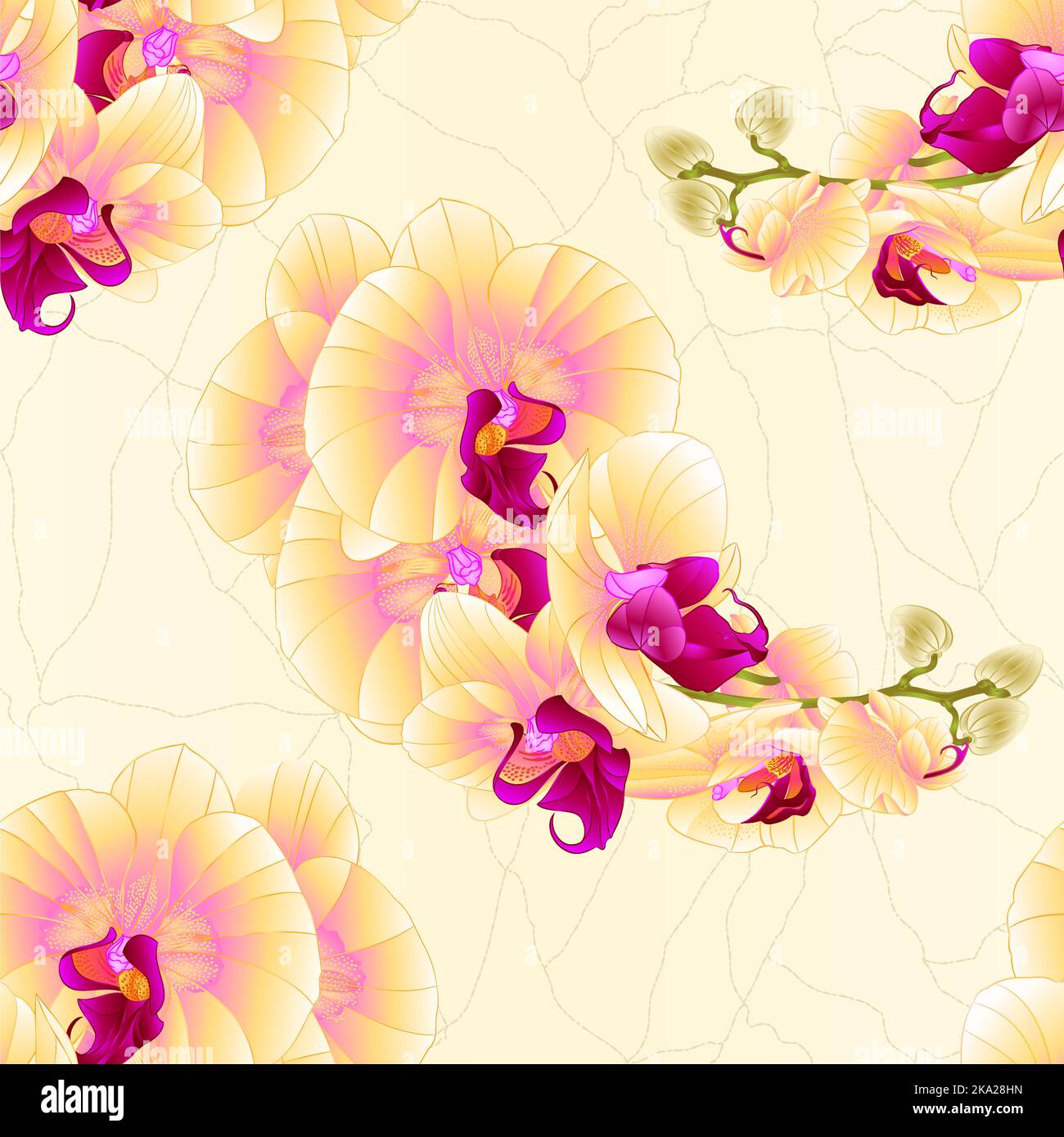 Seamless Texture Stem Orchids Yellow Flowers Phalaenopsis Tropical