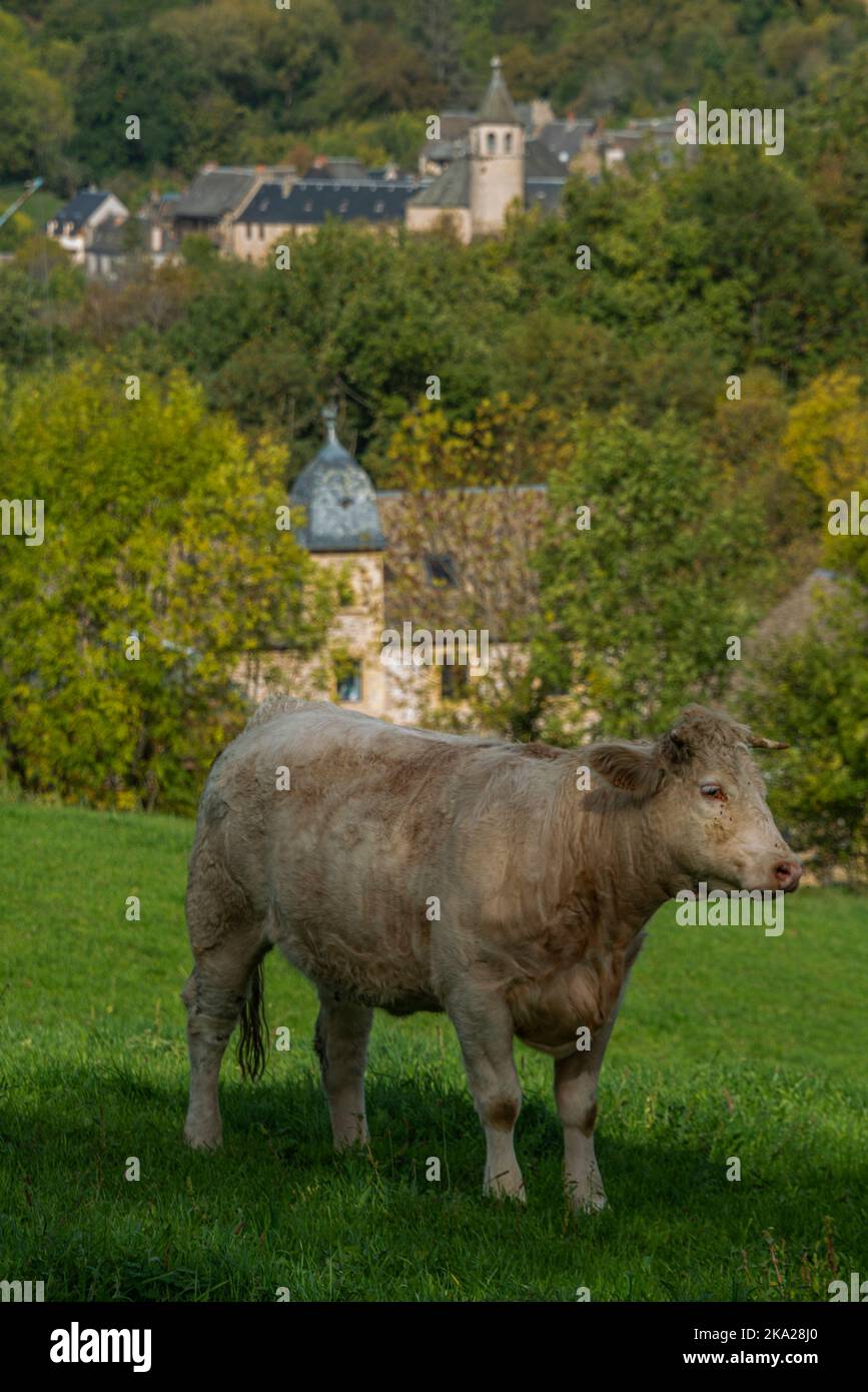 Typical cattle in the Aubrac region, Occitanie, France Stock Photo - Alamy