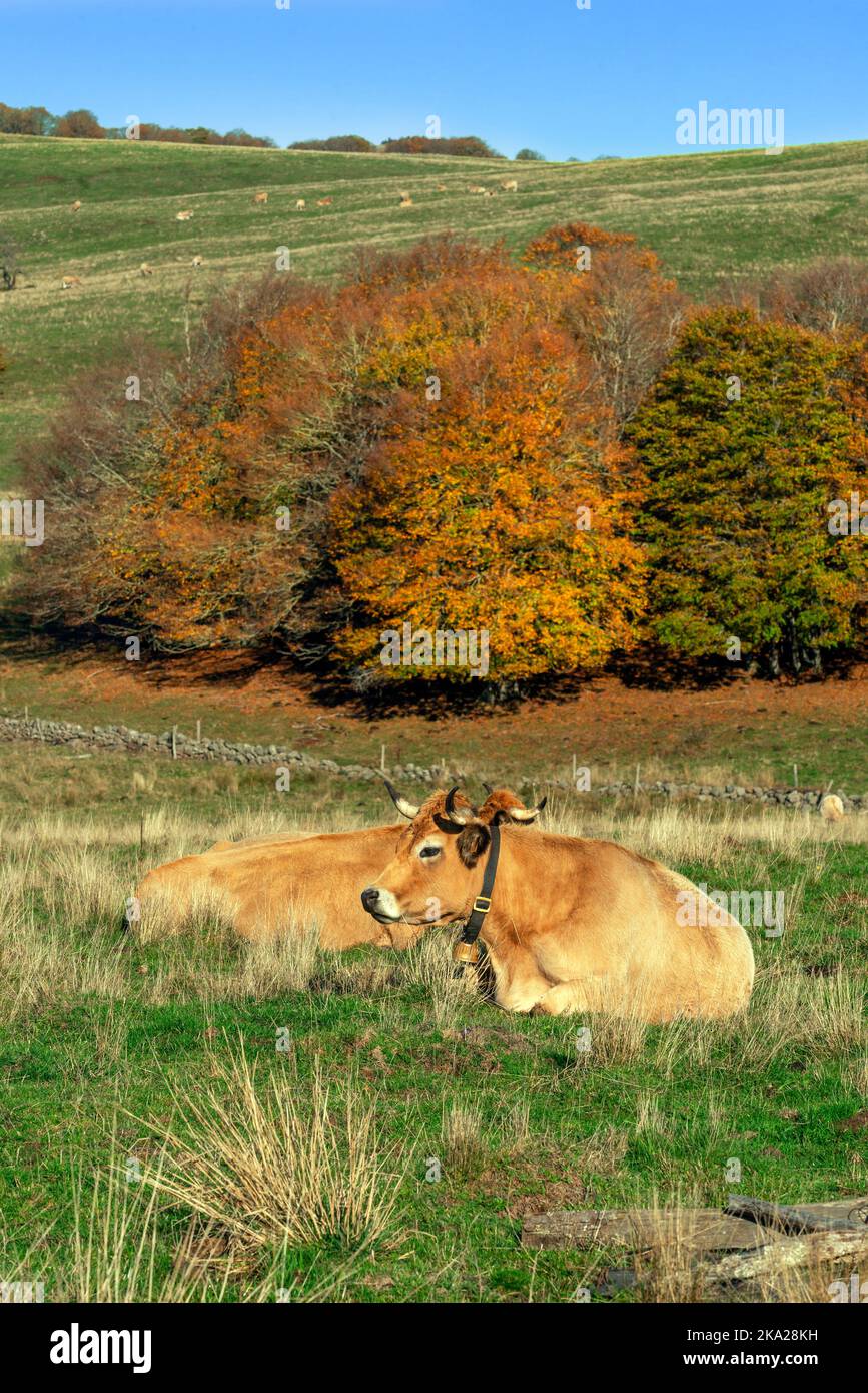 Typical cattle in the Aubrac region, Occitanie, France Stock Photo - Alamy