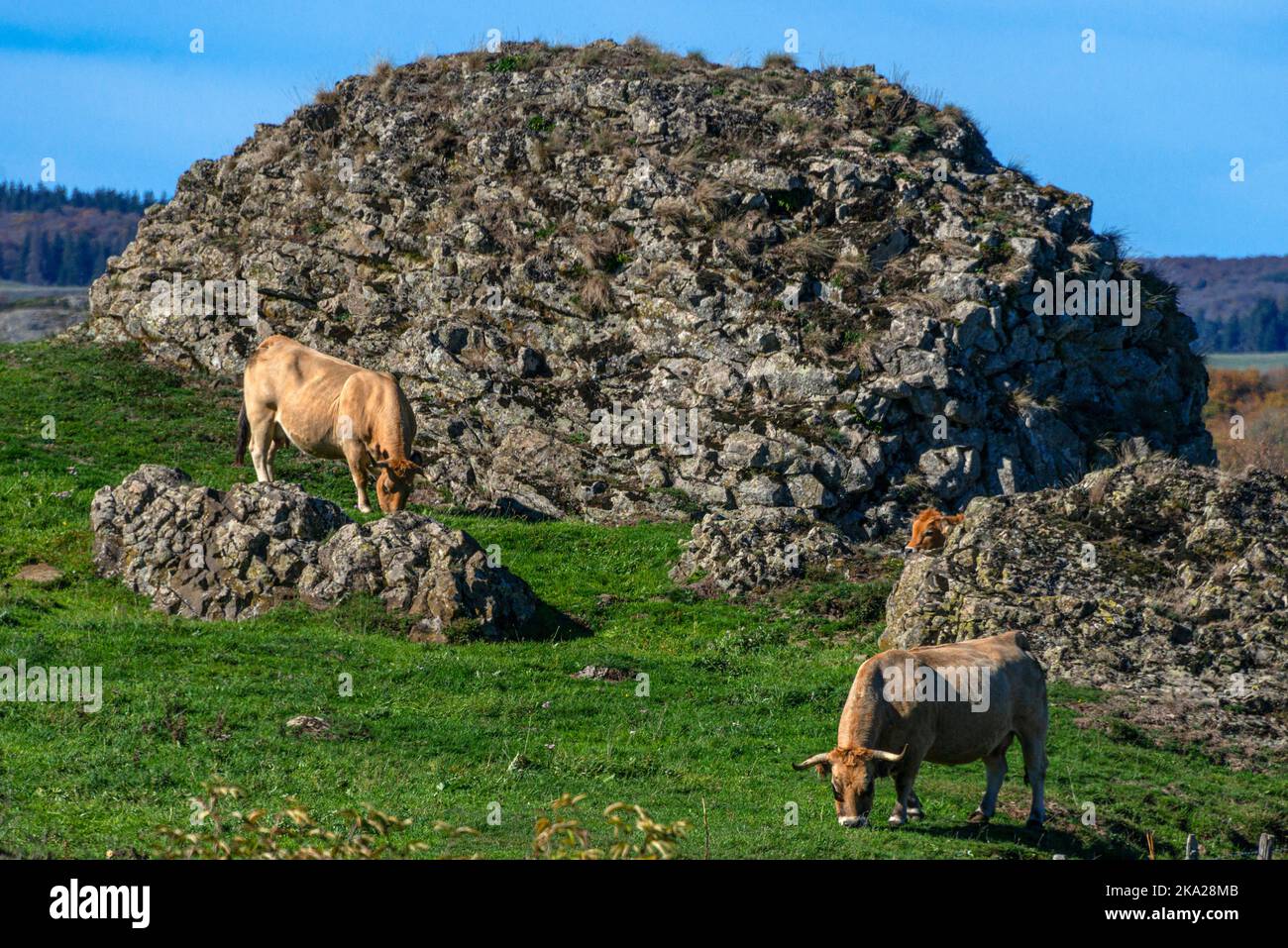 Typical cattle in aubrac hi-res stock photography and images - Alamy