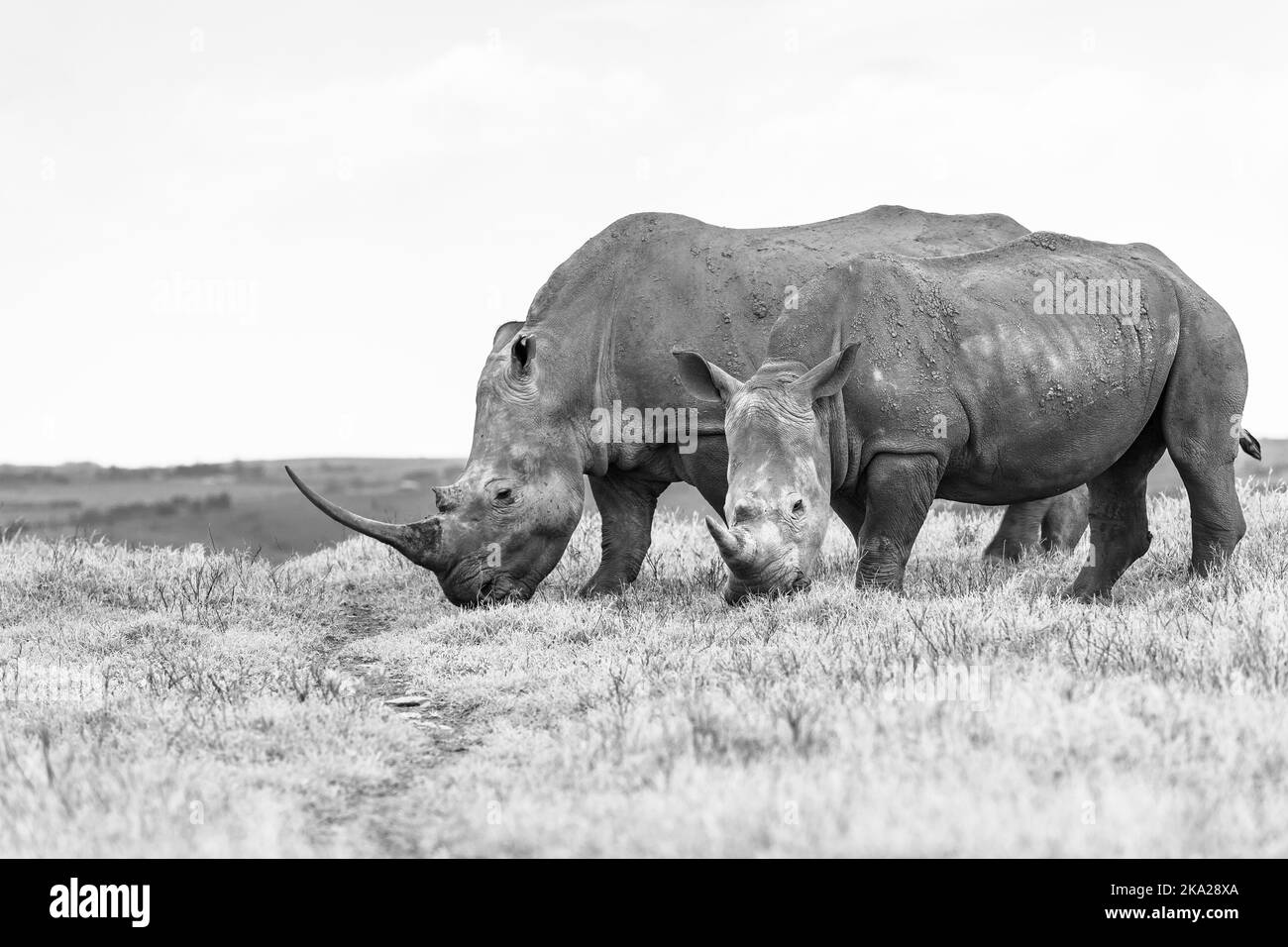 Rhino with Calf about a year old wildlife animals big five closeup in ...