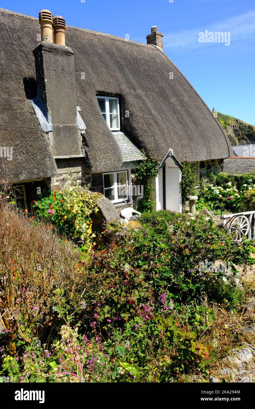 Thatched cottages at cadgwith hi-res stock photography and images - Alamy