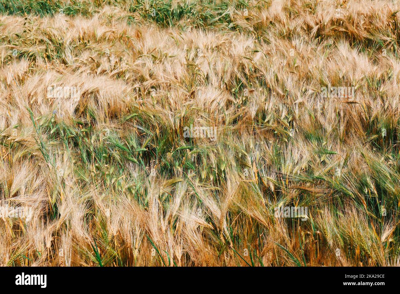 Triticale plant hi-res stock photography and images - Alamy