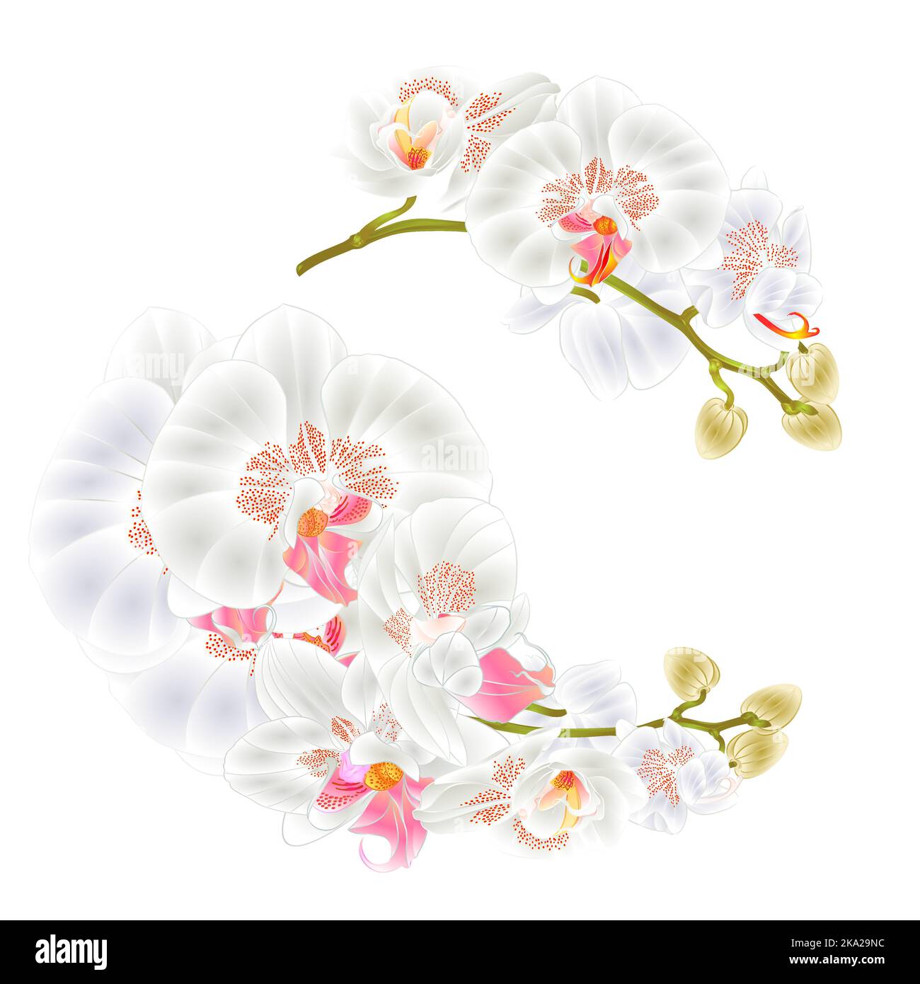 Branches Orchids White Flowers Tropical Plant Phalaenopsis On A White