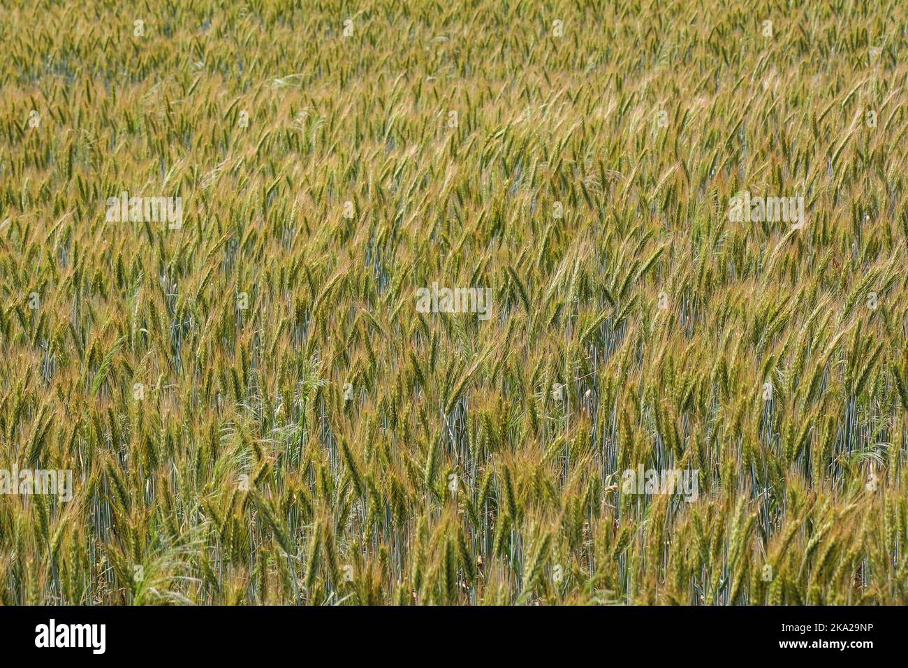 Triticale plant hi-res stock photography and images - Alamy