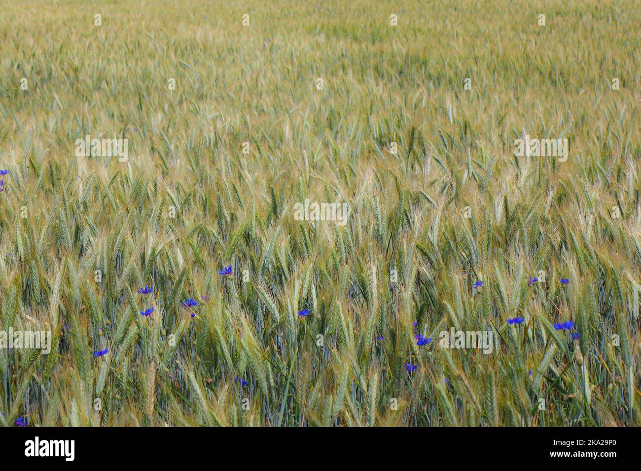 Triticale plant hi-res stock photography and images - Alamy