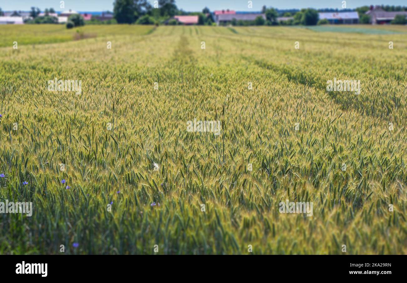 Acres of grain triticale growing on cultivated field Stock Photo - Alamy