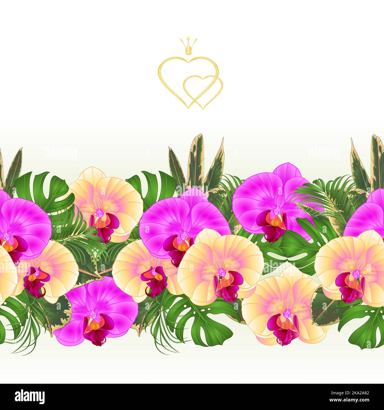 Orchids flowers border hi-res stock photography and images - Alamy