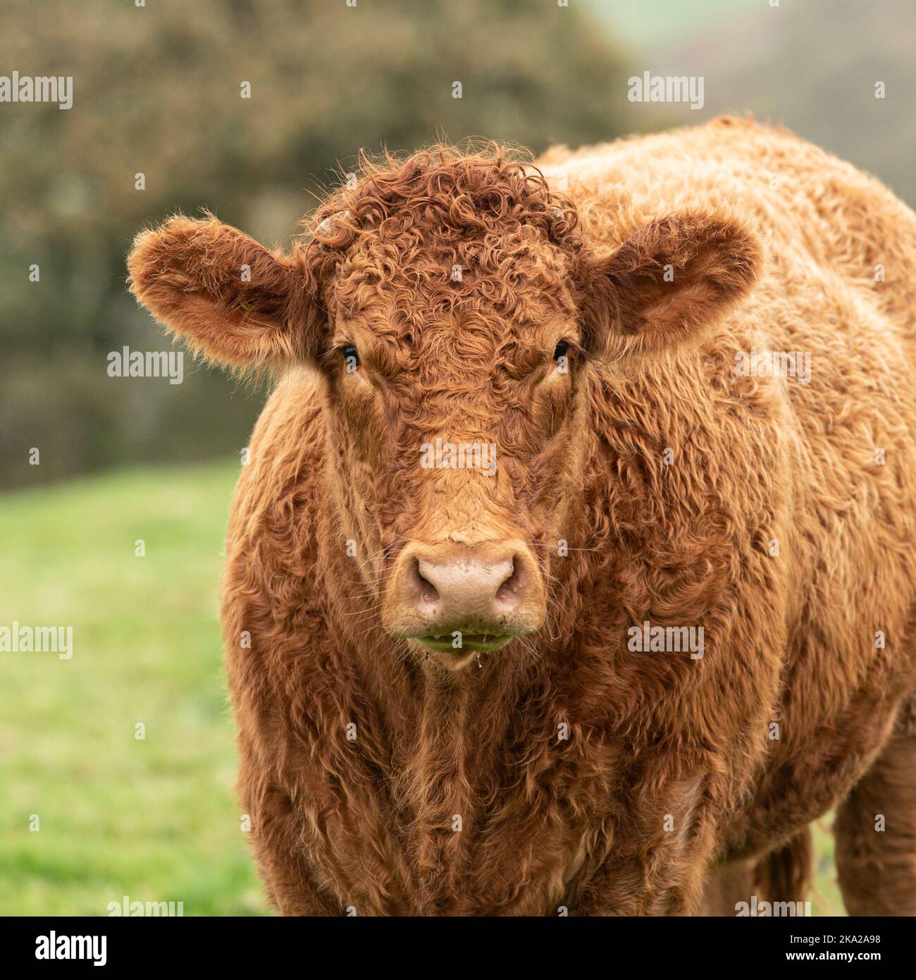 Pedigree south devon cattle hi-res stock photography and images - Alamy
