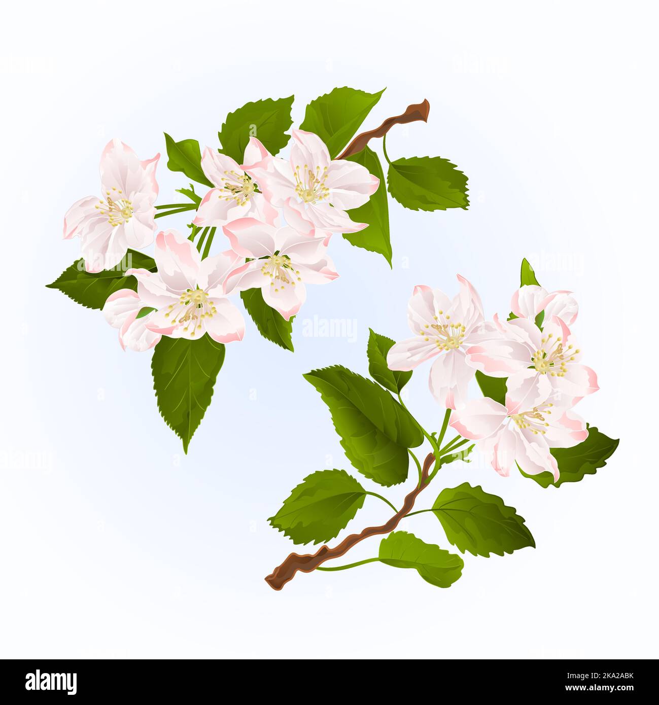 Branches of apple tree with flowers set first vintage vector ...