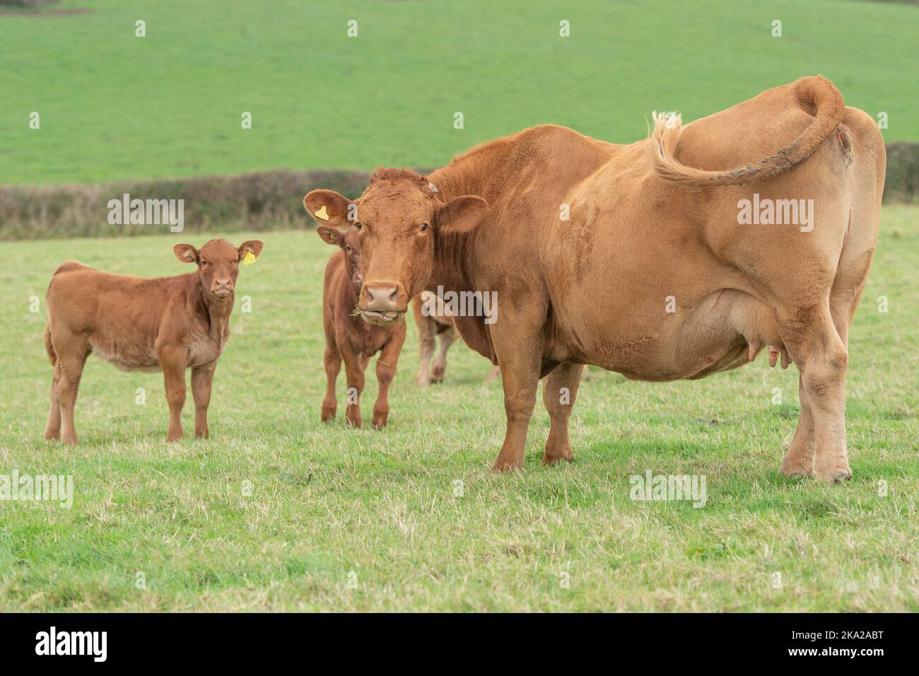 South Devon cow and twin calves Stock Photo - Alamy