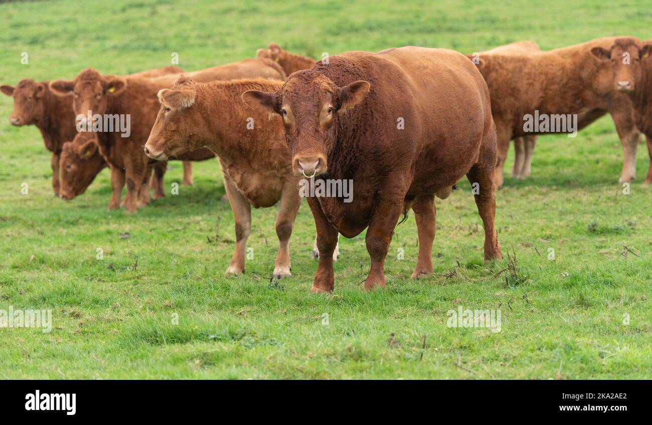 South devon cattle hi-res stock photography and images - Alamy