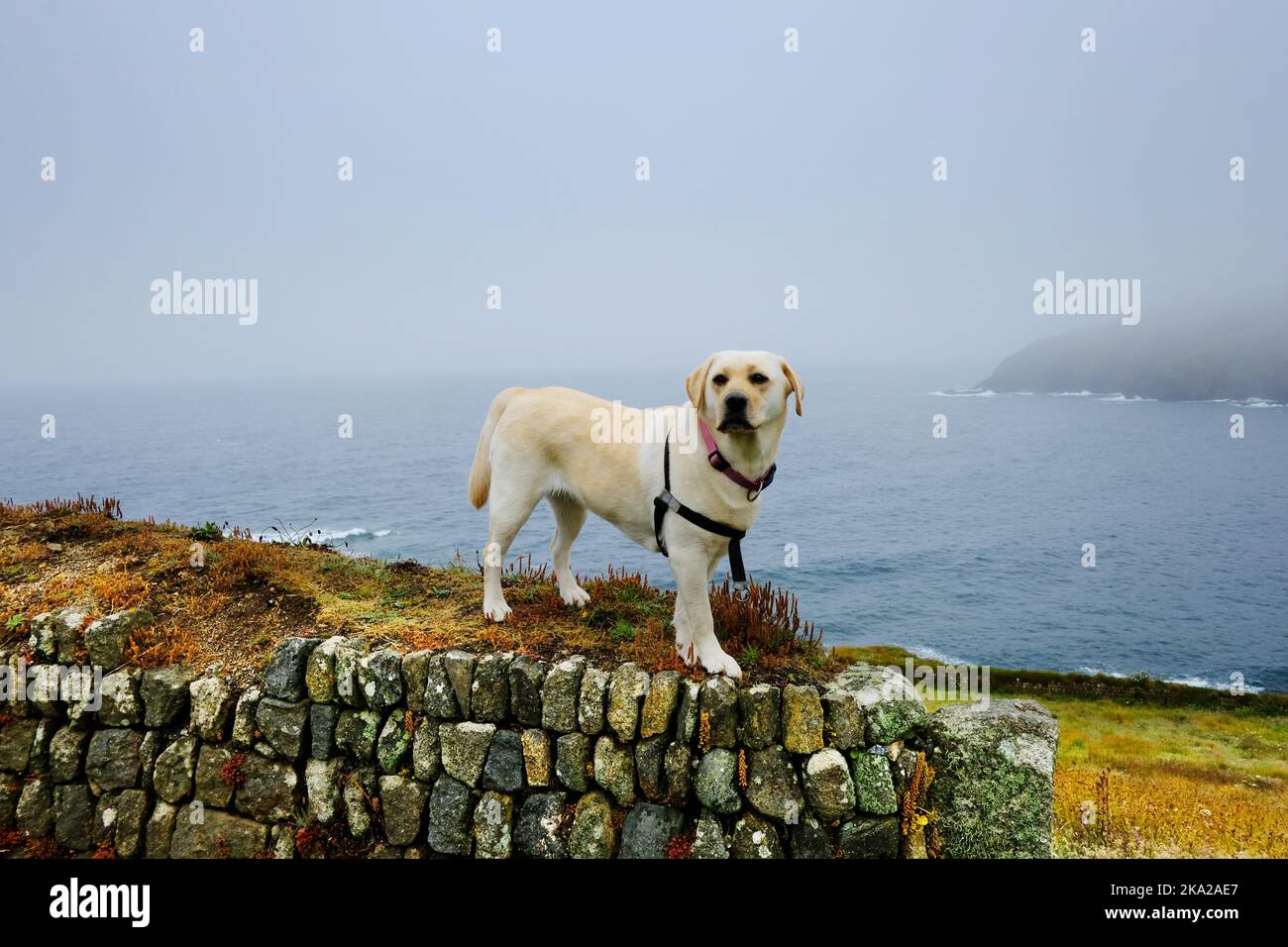 Yellow labrador retriever standing on a stone wall, Cape Cornwall, UK ...