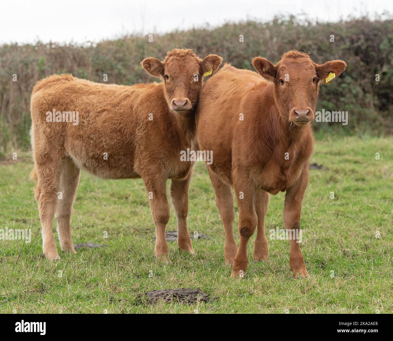 Heifer calf hi-res stock photography and images - Alamy