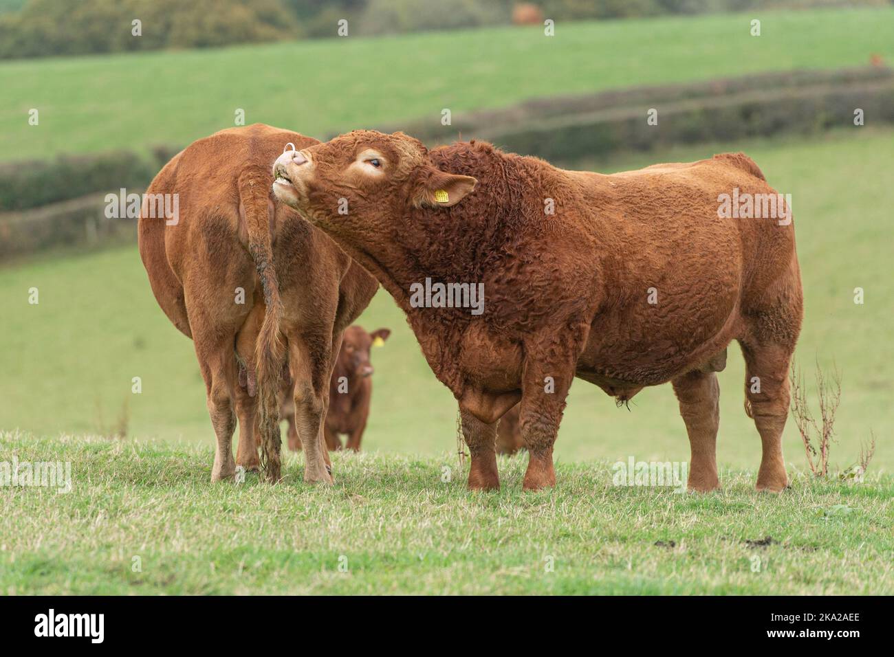 South Devon bull roaring and running with cows and calves Stock Photo ...