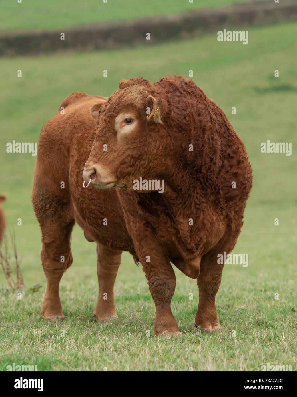 pedigree South Devon bull Stock Photo - Alamy