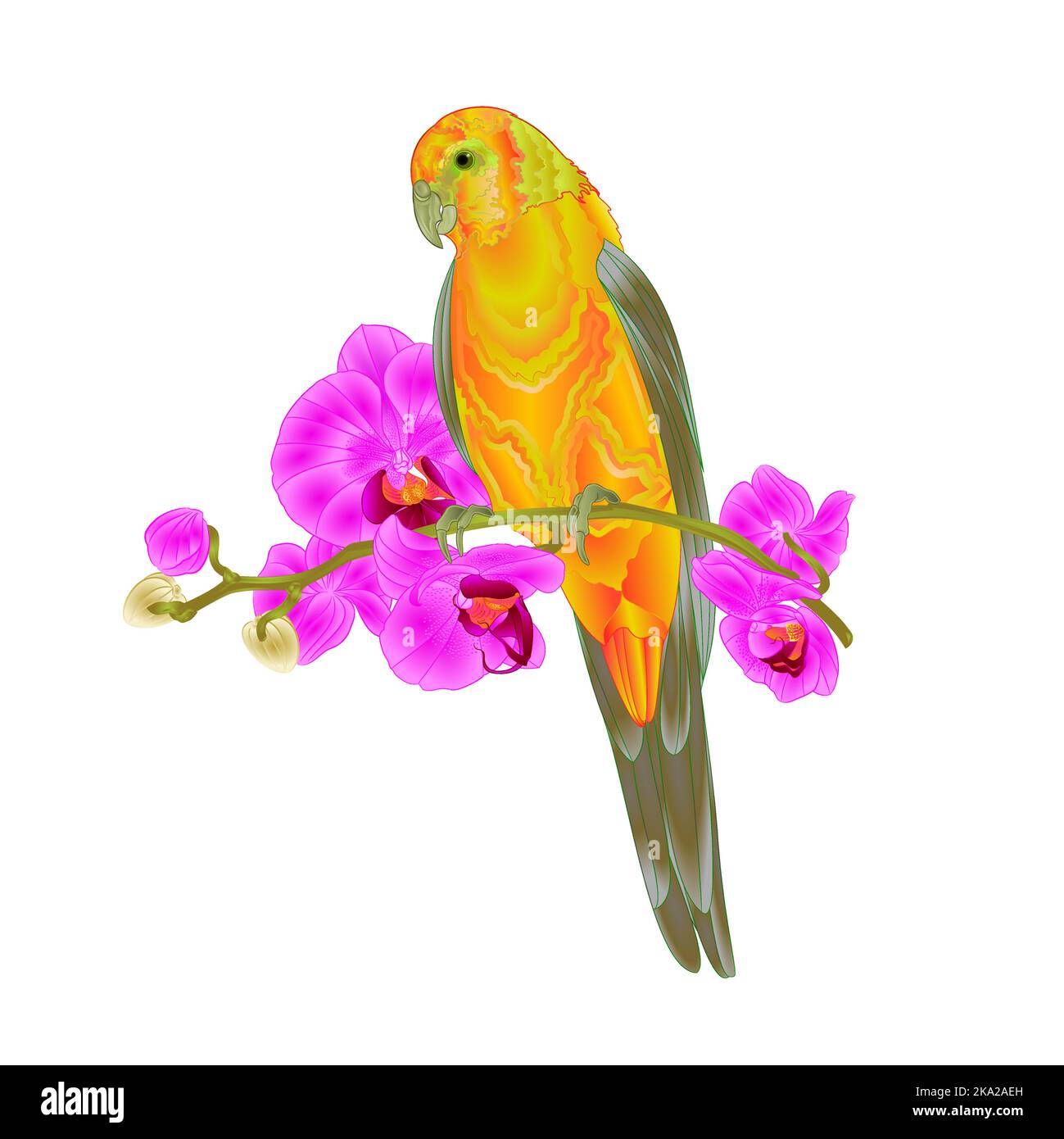 Sun Conure Parrot tropical bird standing on a purple orchid ...