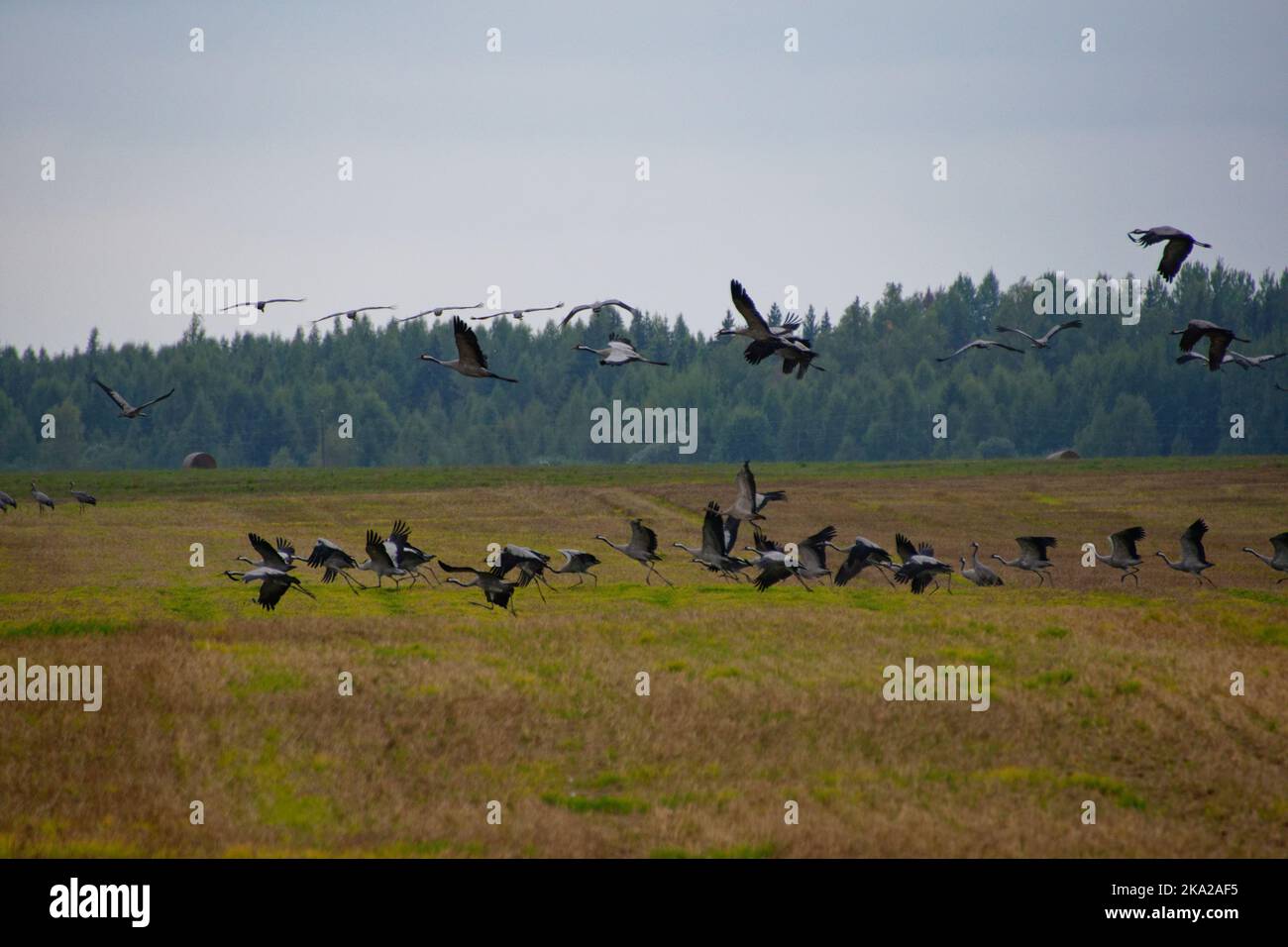 A group of migrating birds in a field Stock Photo - Alamy