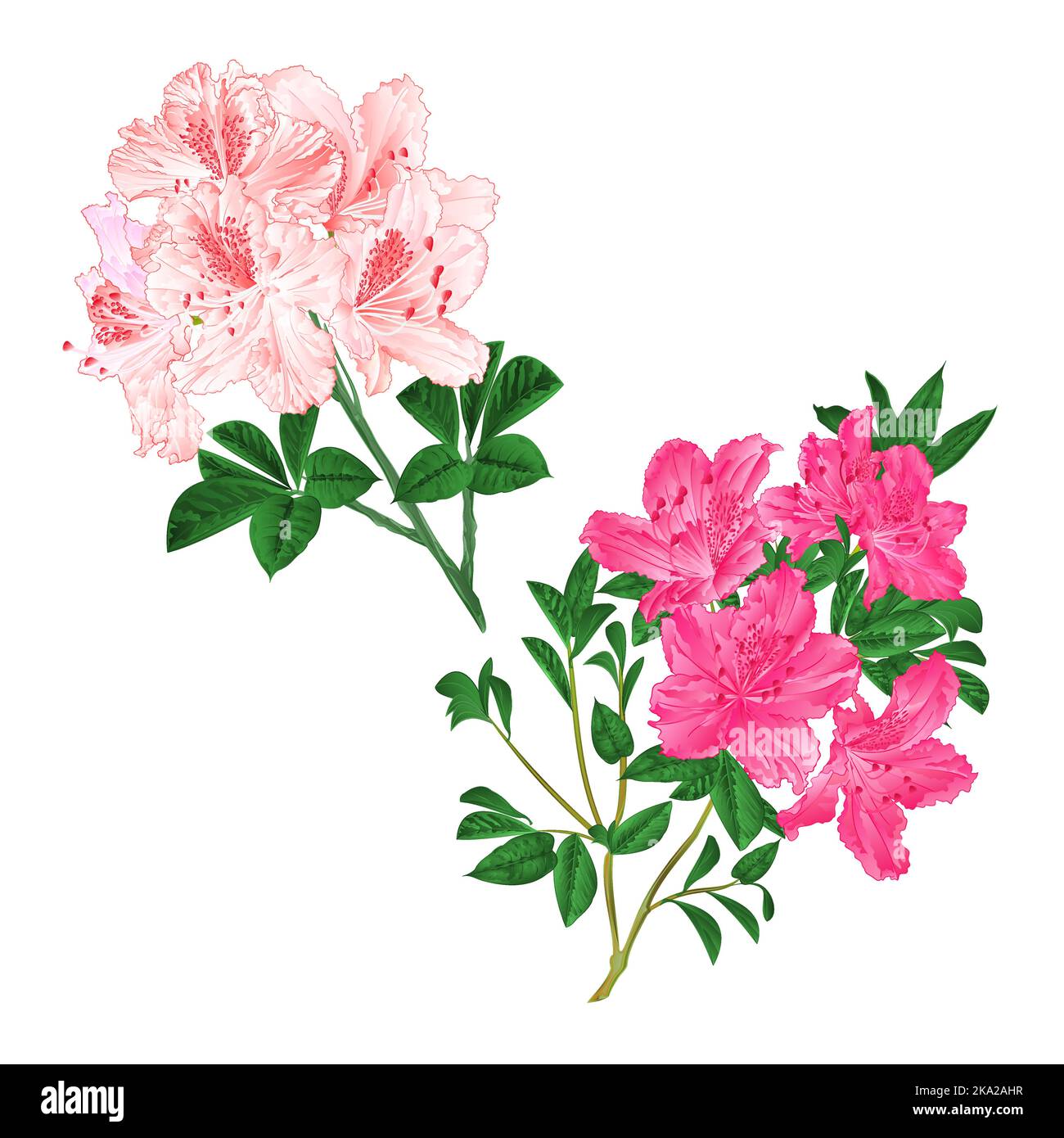 Branches light pink and pink flowers rhododendrons mountain shrub on a ...