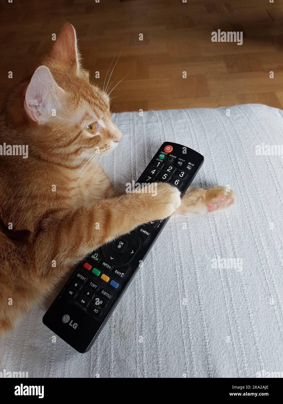 Cat tv remote hi-res stock photography and images - Alamy