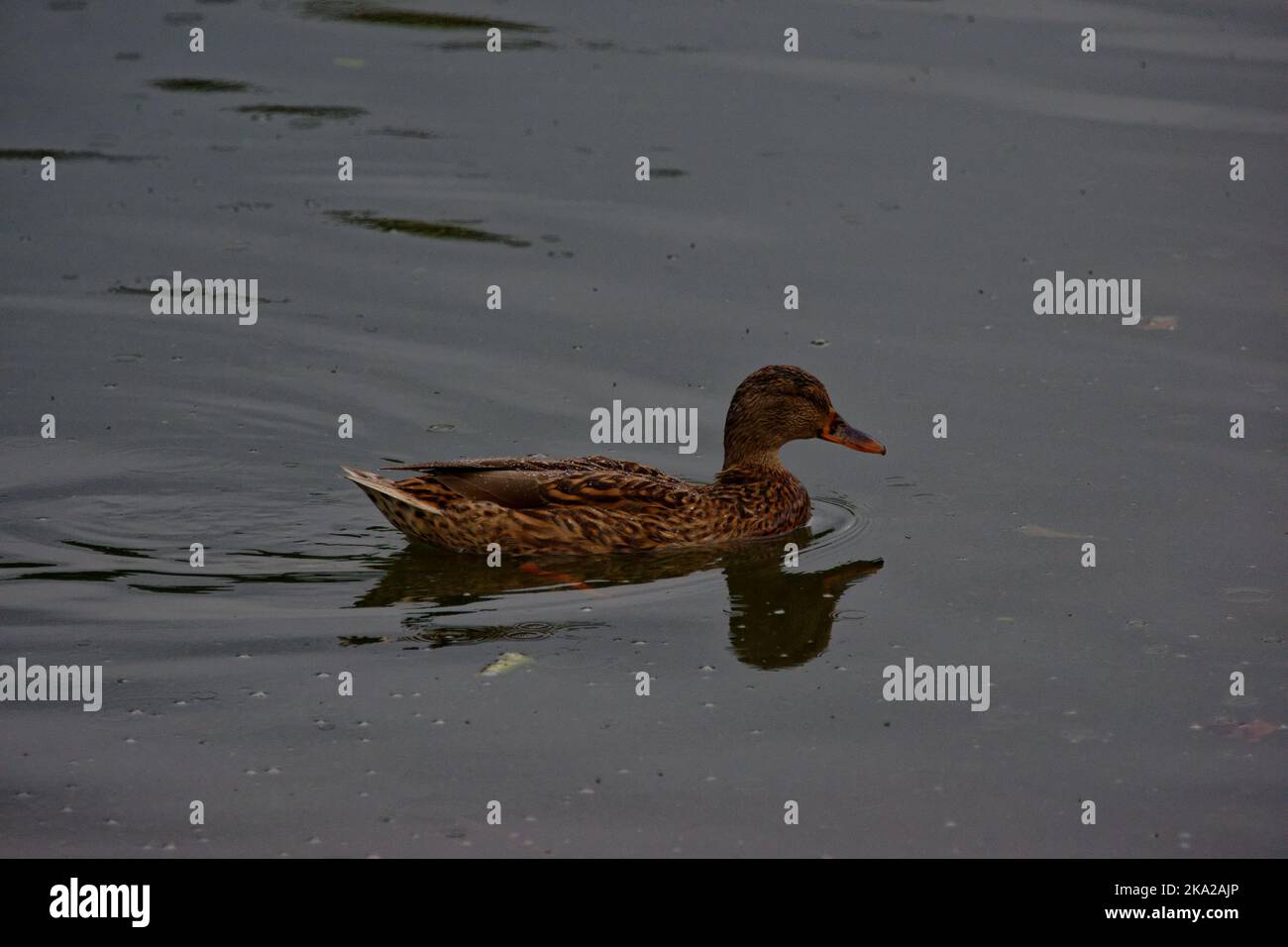 A mallard duck wading in a lake Stock Photo - Alamy