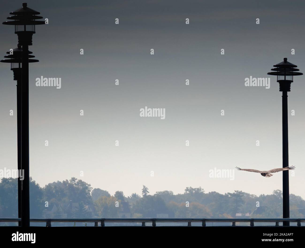 A shallow focus of a red-tailed hawk flying with its wing spread ...