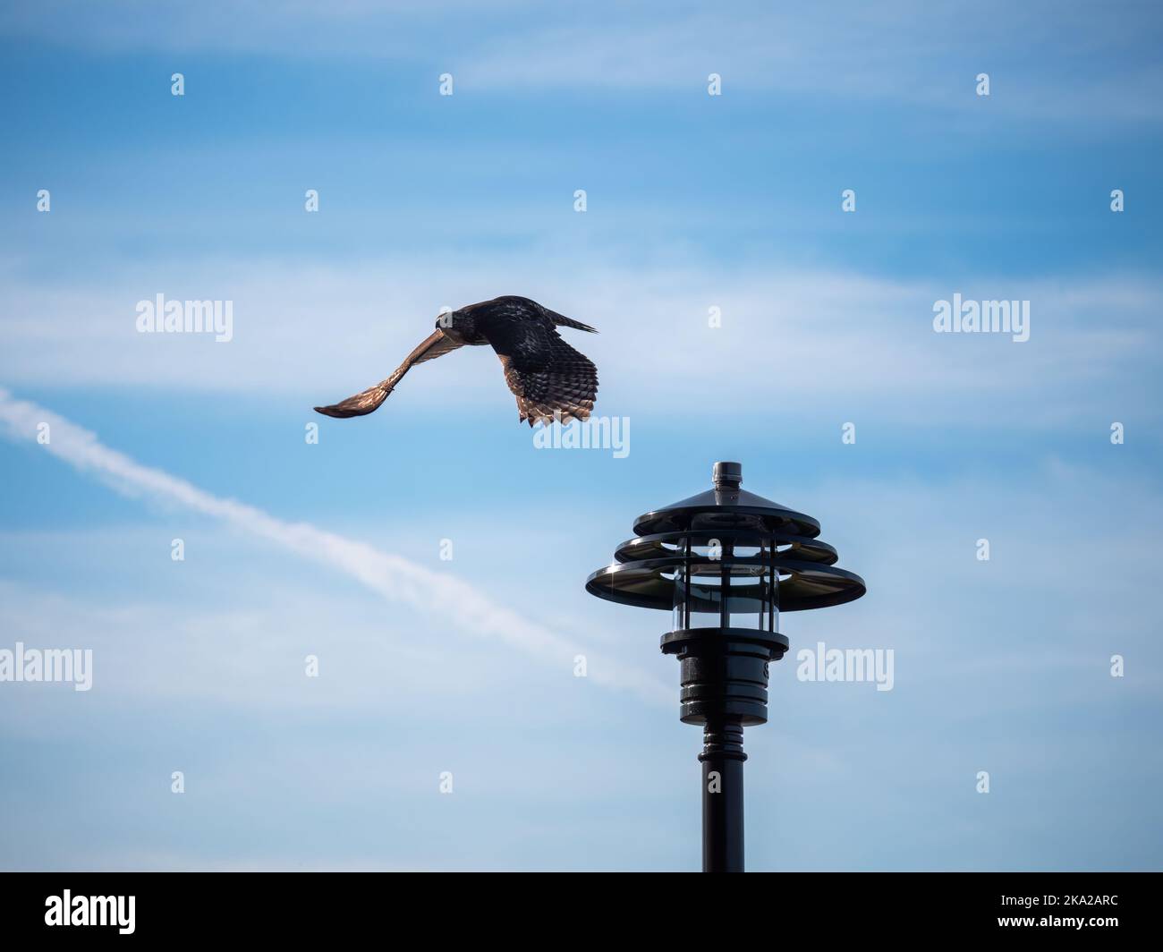A close-up shot of a red-tailed hawk with its wings spread flying above ...