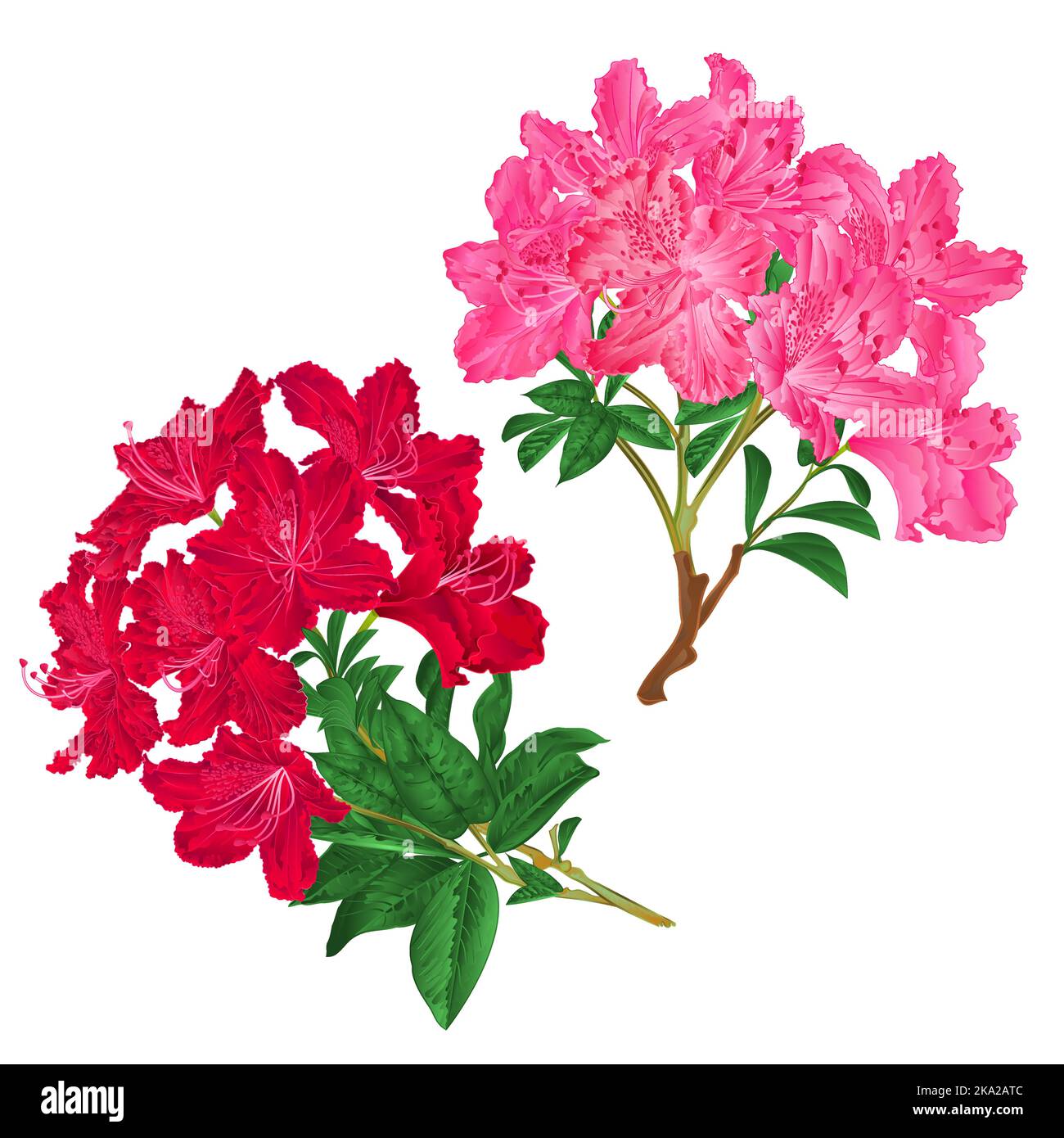 Branches pink and red flowers rhododendrons mountain shrub on a white ...