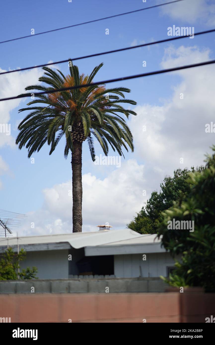 A vertical shot of a tall palm tree behind a house Stock Photo - Alamy