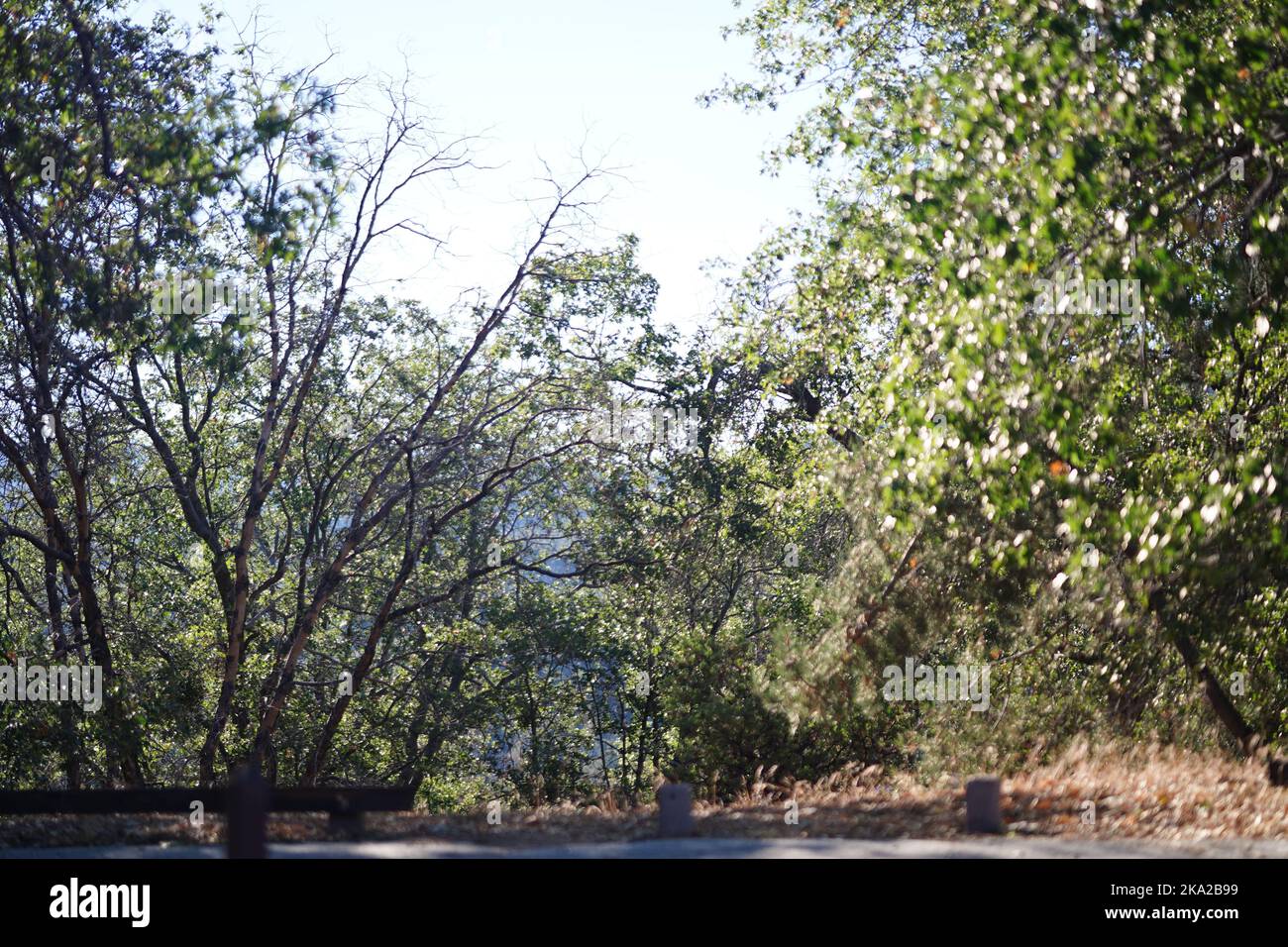 The small trees in a park area Stock Photo - Alamy