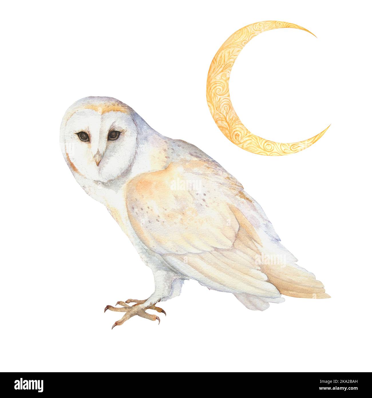 Watercolor illustration of owl with moon isolated Stock Photo - Alamy