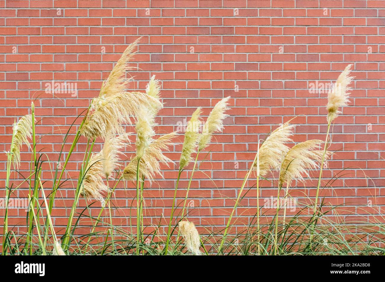 Decorative blossoms of yellow spica plant on brick wall background ...